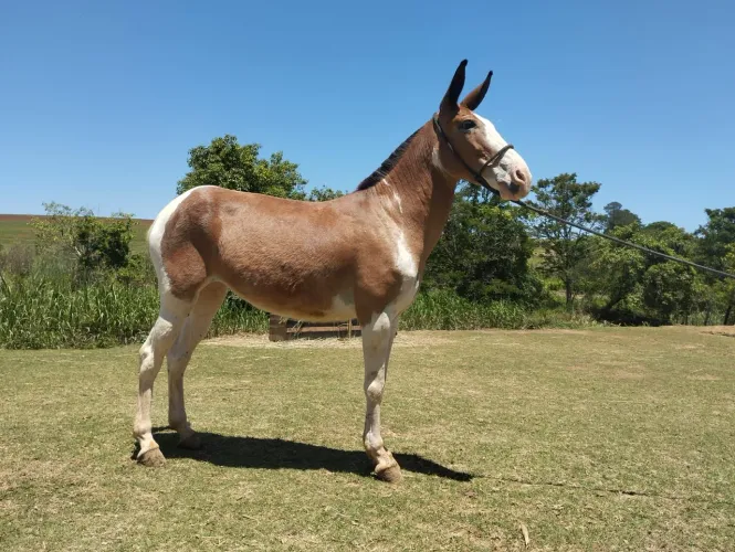 "uma mula" no Brasil