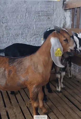 "cabras e cabritos" no Brasil