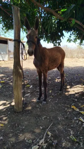"uma mula" no Brasil