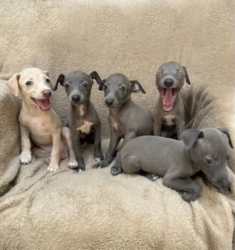 "filhote galgo" - Cachorros no Brasil