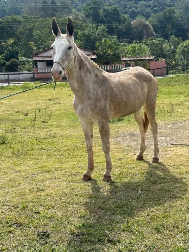 "uma mula" no Brasil