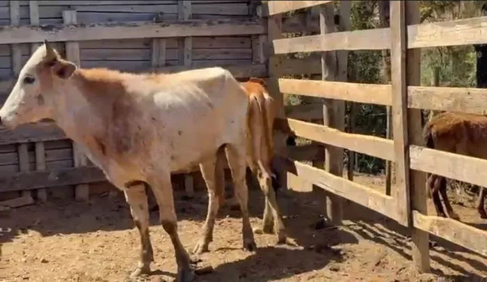 "bezerros ou bezerras" - Animais para agropecuária no Brasil