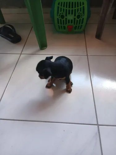 "filhote pinscher puro" - Cachorros no Brasil