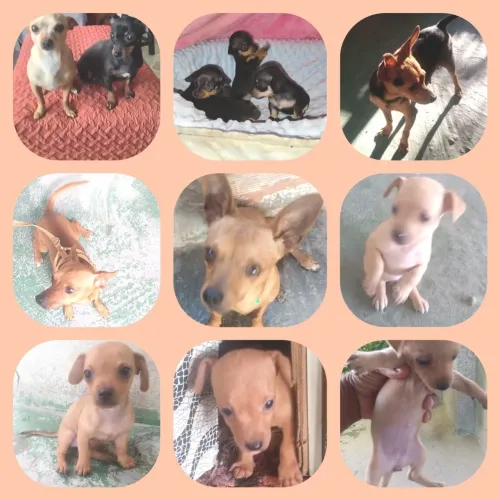 "filhote pinscher puro" - Cachorros no Brasil