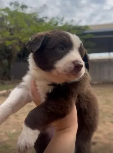 "border collie" - Cachorros no Brasil
