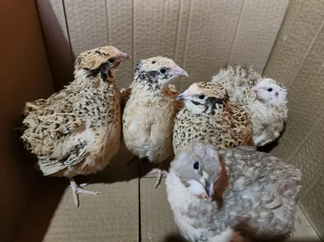 "codornas" no Brasil