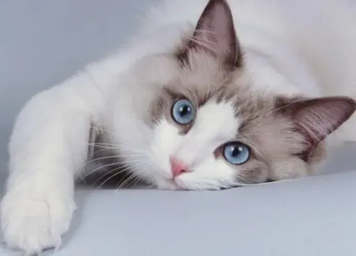 "ragdoll" - Gatos no Brasil