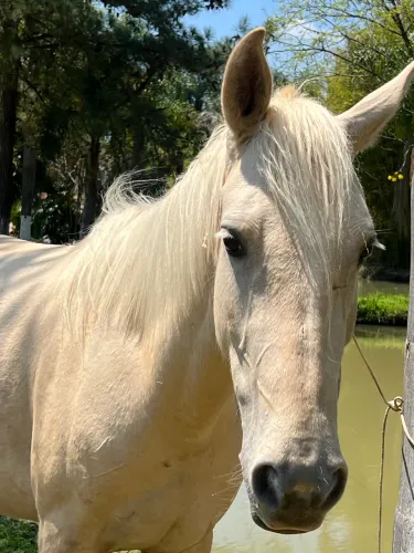 "baias de cavalo" - Animais para agropecuária no Brasil