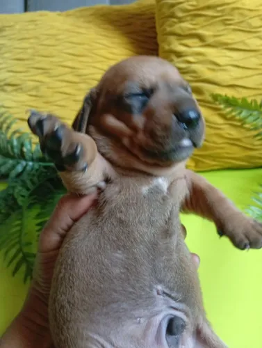 "cachorro cofap" - Cachorros no Brasil