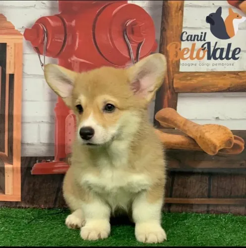 "corgi" - Cachorros no Brasil