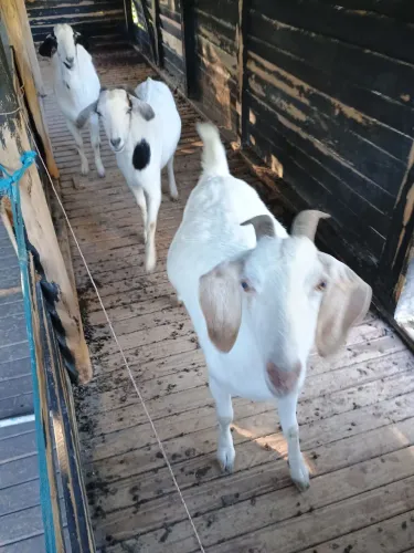 "cabras e cabritos" no Brasil