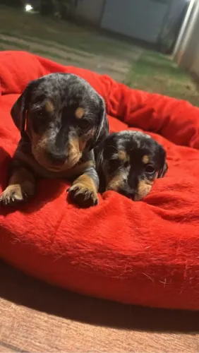 "cachorro cofap" - Cachorros no Brasil
