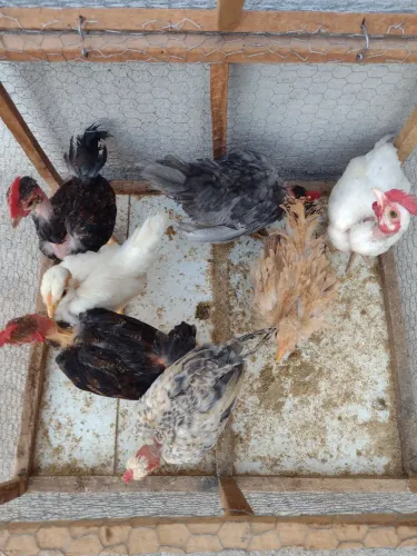 "mini garnizes" no Brasil