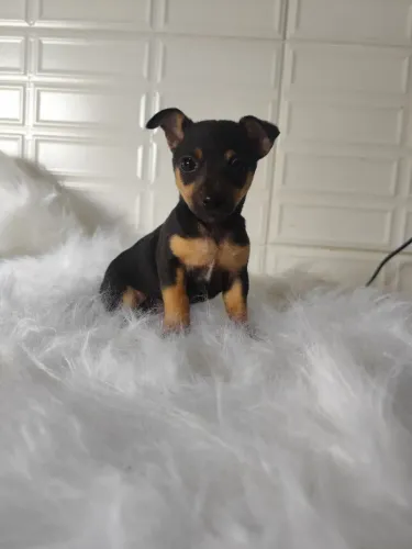 "filhote pinscher puro" - Cachorros no Brasil