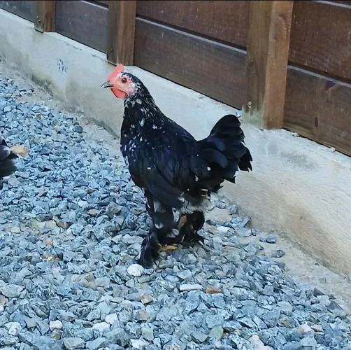 "mini garnizes" no Brasil