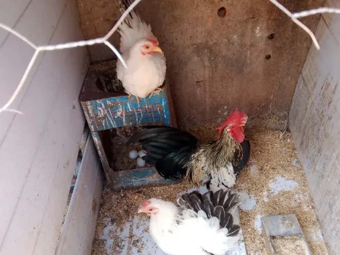 "garnizes" no Brasil