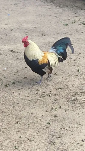 "garnizes nagasaki" no Brasil