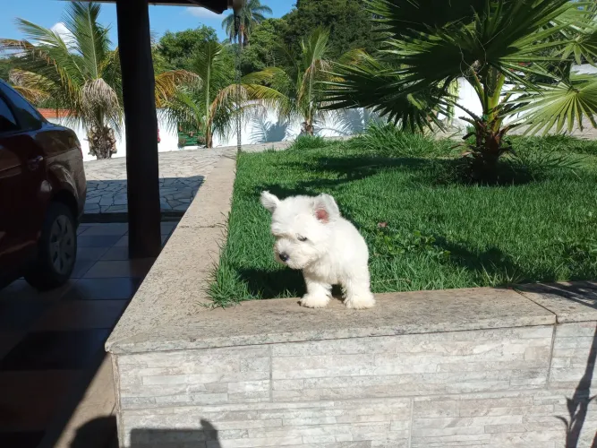"filhotes de west terrier" - Cachorros no Brasil