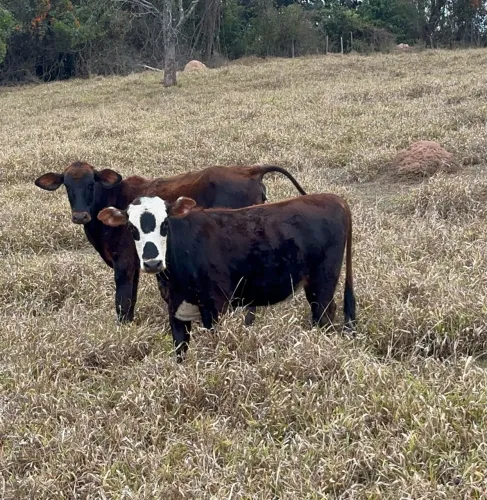 "mini vaca" - Animais para agropecuária no Brasil