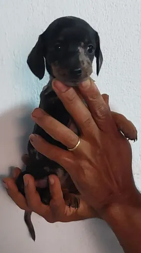 "cachorro cofap" - Cachorros no Brasil