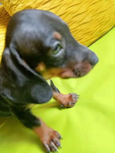 "cachorro cofap" - Cachorros no Brasil