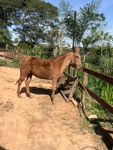 "uma mula" no Brasil