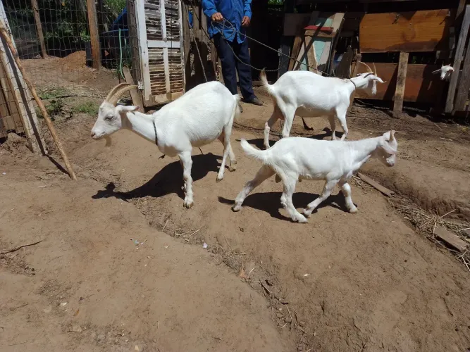 "cabras e cabritos" no Brasil