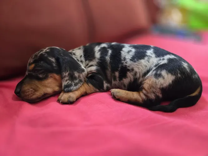 "cachorro cofap" - Cachorros no Brasil