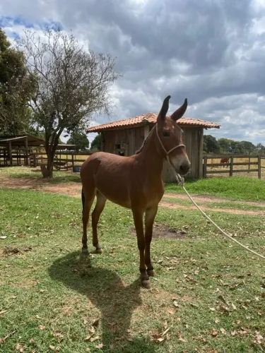"uma mula" no Brasil
