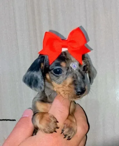 "Dachshund" - Cachorros no Brasil