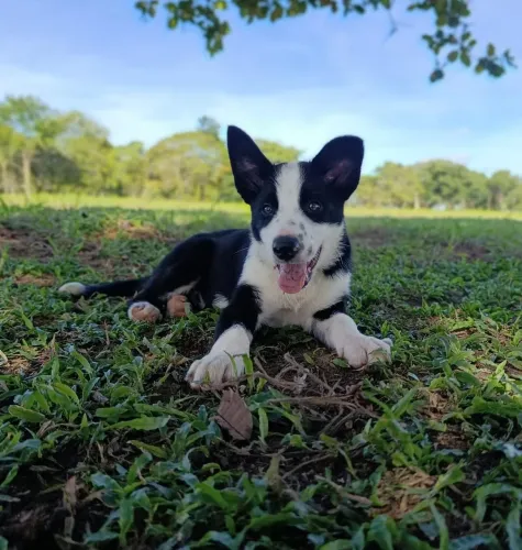 "border collie" - Cachorros no Brasil