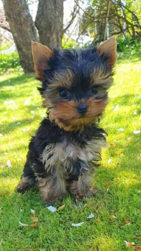 "yorkshire terrier mini" - Cachorros no Brasil
