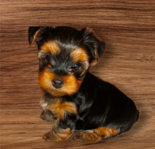 "yorkshire terrier mini" - Cachorros no Brasil