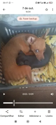 "filhotes de pinscher zero" - Cachorros no Brasil