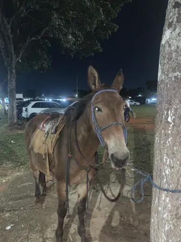 "uma mula" no Brasil
