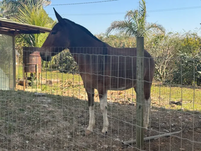 "uma mula" no Brasil