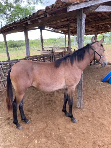 Cavalos na Bahia