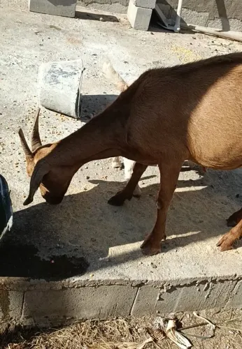 "cabras e cabritos" no Brasil