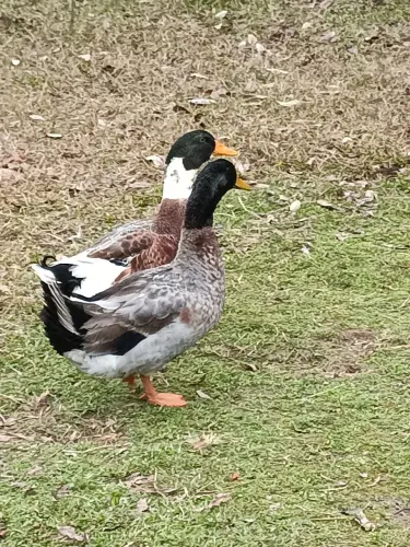 "marreco mandarim" no Brasil