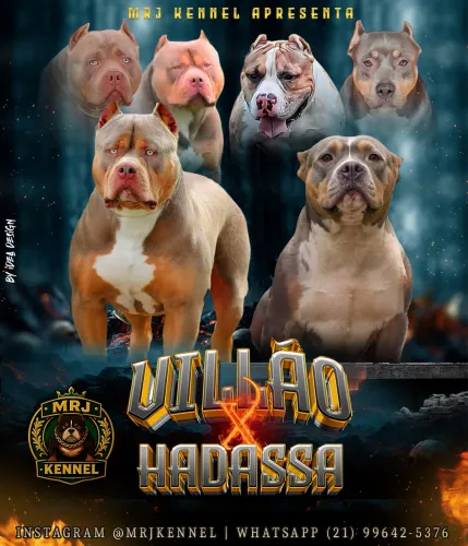 "cachorros pit monster" - Cachorros no Brasil
