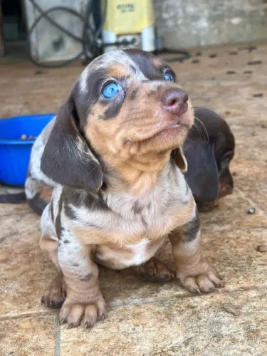 "cachorro cofap" - Cachorros no Brasil