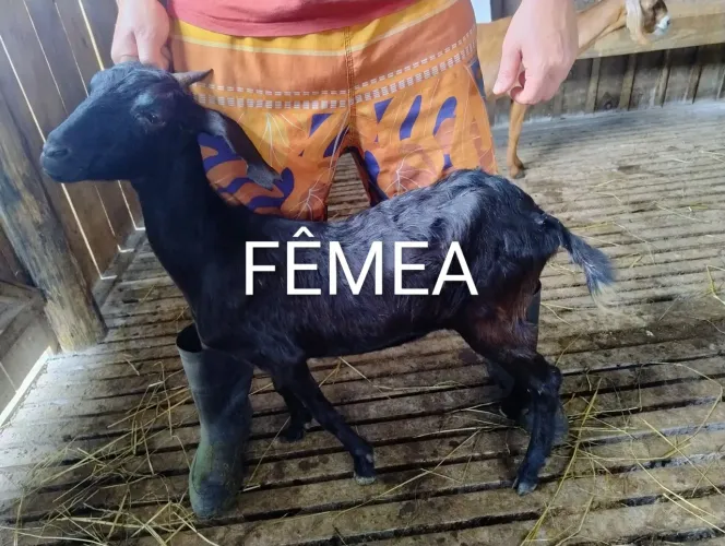 "cabras e cabritos" no Brasil