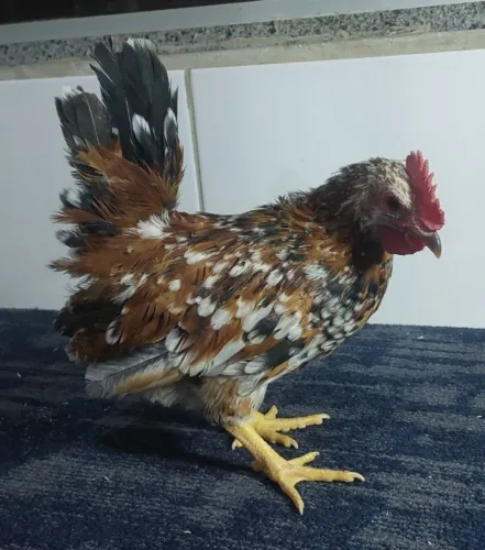 "garnizes nagasaki" no Brasil