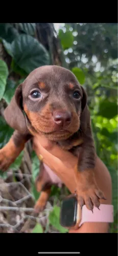 "cachorro cofap" - Cachorros no Brasil