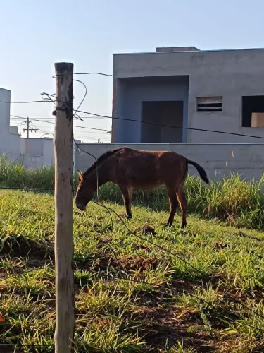 "burro mula" no Brasil