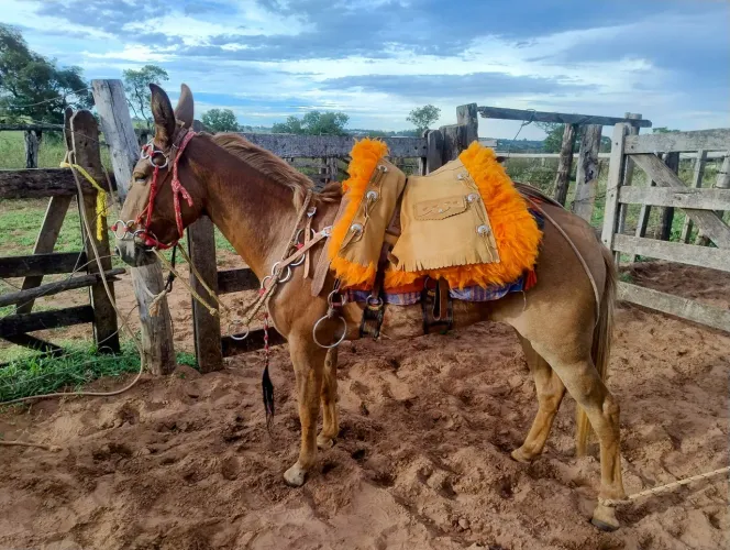 "uma mula" no Brasil