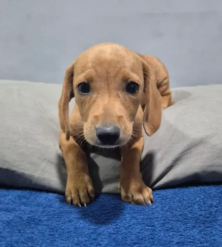 "cachorro cofap" - Cachorros no Brasil