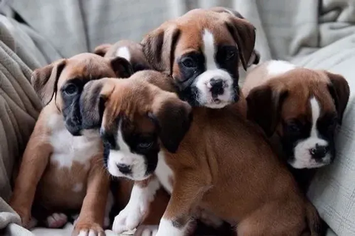 "filhotes de boxer" - Cachorros no Brasil