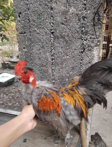 "garnizes" no Brasil