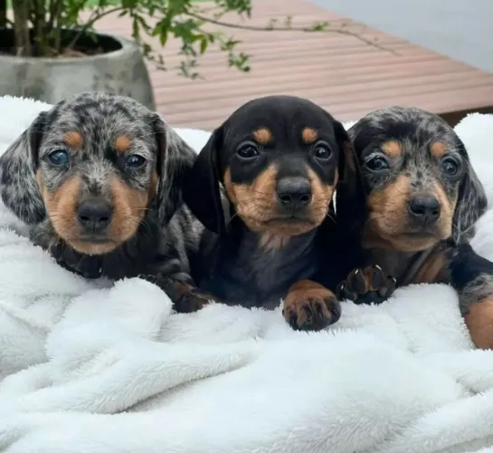 "cachorro cofap" - Cachorros no Brasil